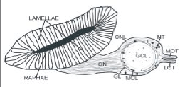 Organization of Olfactory System, Forebrain and Pituitary Gland of a ...