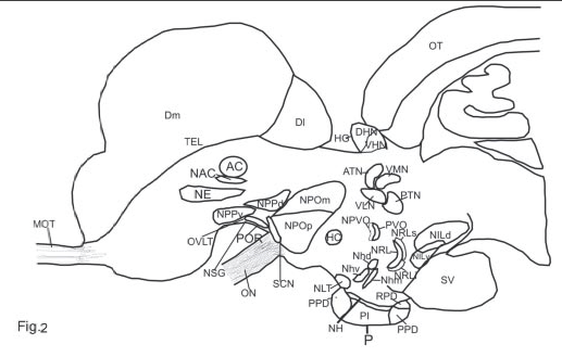 Organization of Olfactory System, Forebrain and Pituitary Gland of a ...