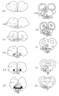 Organization of Olfactory System, Forebrain and Pituitary Gland of a ...