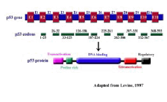 Functional Modulation of the P53 Gene and its Protein in Human Brain ...