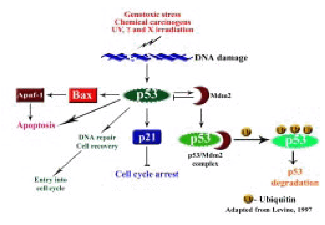Functional Modulation of the P53 Gene and its Protein in Human Brain ...